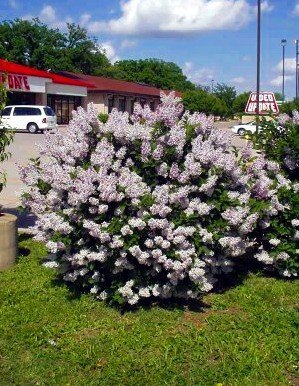 Miss Kim Manchurian Dwarf Lilac - Syringa - Outdoors/Bonsai - 4" Pot