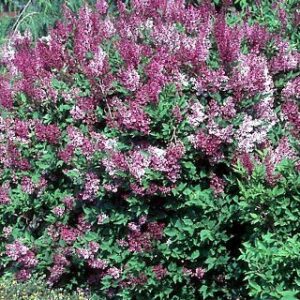 Miss Kim Manchurian Dwarf Lilac - Syringa - Outdoors/Bonsai - 4" Pot