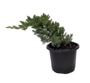 japanese juniper bonsai tree - 4" pot - juniperus procumbens - nana