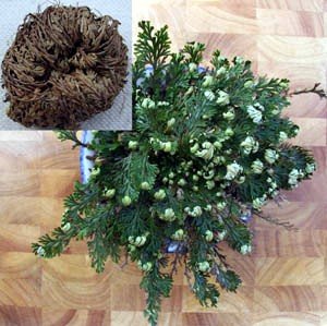 rose of jericho resurrection fern - polypodium - dinosaur fern/miracle air fern