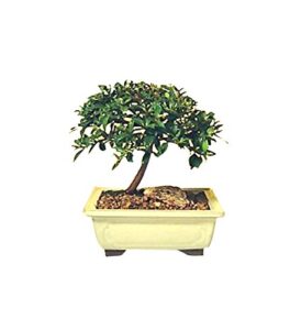 flowering brush cherry bonsai tree - small(eugenia myrtifolia)