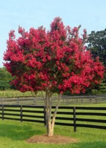 bonsai boy's flowering crape myrtle tonto - large lagerstroemia indica