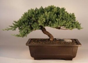 bonsai boy's juniper windswept - extra large juniper procumbens 'nana'