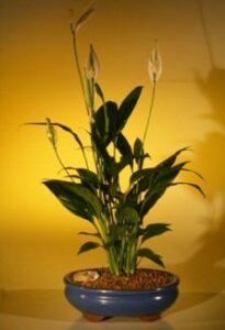 bonsai boy's flowering peace lily bonsai tree spathiphyllum