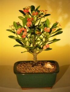 bonsai boy's flowering crown of thorns bonsai tree - pink red euphorbia milii