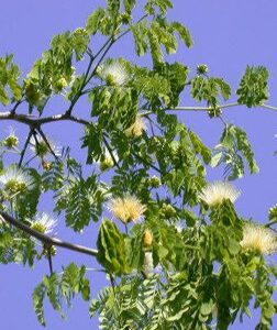 Bonsai Boy's Flowering Brazilian Raintree Bonsai Tree pithecellobium tortum