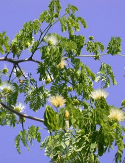 Bonsai Boy's Flowering Brazilian Raintree Bonsai Tree pithecellobium tortum