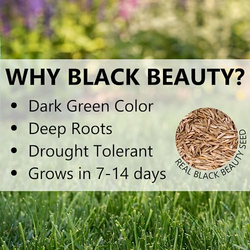 Jonathan Green (10322) Black Beauty Ultra Grass Seed - Cool Season Lawn Seed (7 lb)