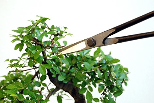 Okatsune 207 Pine Needles Shears with BP