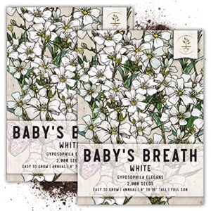 seed needs, white baby's breath seeds - 2,000 heirloom seeds for planting gyposophila elegans (2 packs)