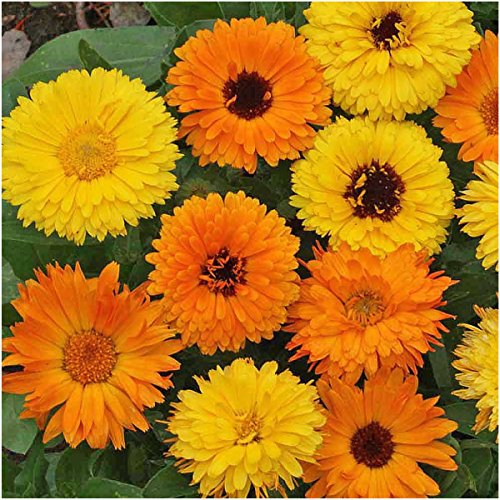 Seed Needs, 1,000+ Calendula Pacific Beauty Seeds for Planting (Calendula officinalis) Non-GMO Wildflower Mix - Butterfly and Bee Attracting! - Bulk