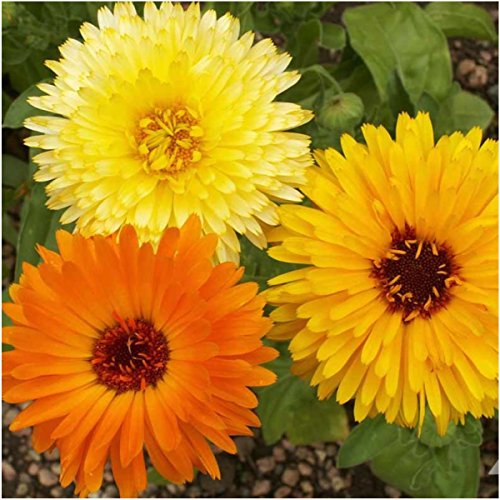 Seed Needs, 1,000+ Calendula Pacific Beauty Seeds for Planting (Calendula officinalis) Non-GMO Wildflower Mix - Butterfly and Bee Attracting! - Bulk