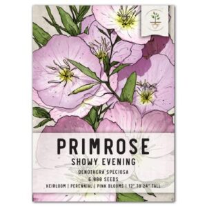 seed needs, showy evening primrose seeds - 6,000 seeds for planting oenothera speciosa - pink blooms, attracts butterflies/pollinators (2 packs)