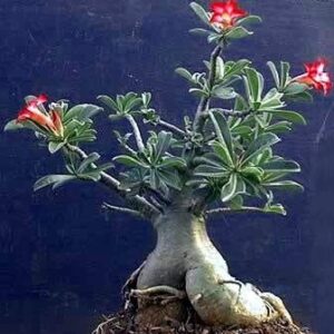 'Desert Rose' Plant - Natural Bonsai - Adenium obesum - 3" Pot