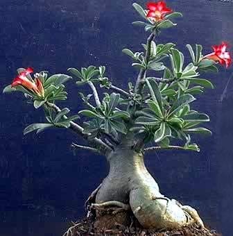 'Desert Rose' Plant - Natural Bonsai - Adenium obesum - 3" Pot