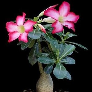 'Desert Rose' Plant - Natural Bonsai - Adenium obesum - 3" Pot