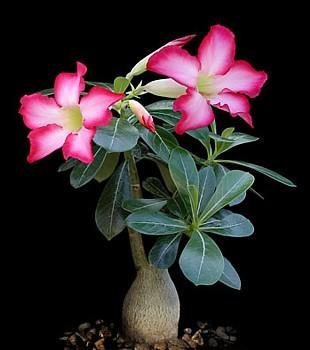 'Desert Rose' Plant - Natural Bonsai - Adenium obesum - 3" Pot