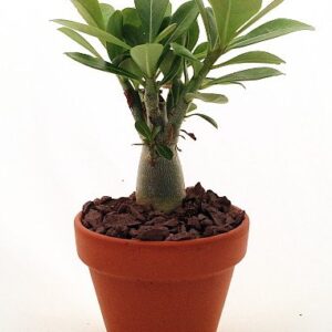 'Desert Rose' Plant - Natural Bonsai - Adenium obesum - 3" Pot