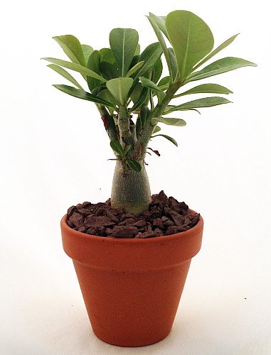 'Desert Rose' Plant - Natural Bonsai - Adenium obesum - 3" Pot