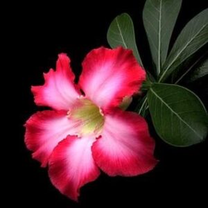 'Desert Rose' Plant - Natural Bonsai - Adenium obesum - 3" Pot