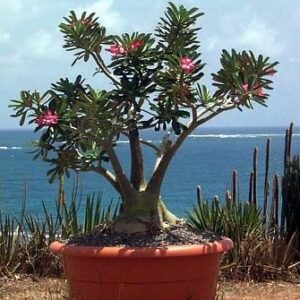 'Desert Rose' Plant - Natural Bonsai - Adenium obesum - 3" Pot