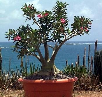 'Desert Rose' Plant - Natural Bonsai - Adenium obesum - 3" Pot