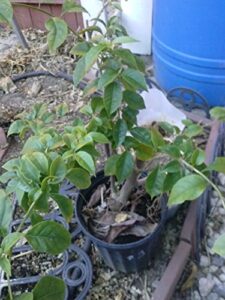 9eztropical- pink bougainvillea - 1 plant - 1 to 2 feet tall - ship in 1 gal pot