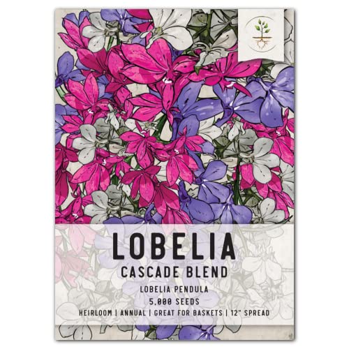 Seed Needs, Cascade Mix Lobelia Seeds - 5,000 Heirloom Seeds for Planting Lobelia pendula - Great for Hanging Baskets, Pots & Containers (1 Pack)