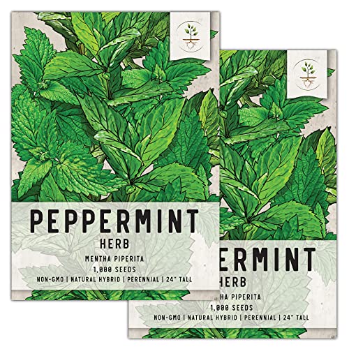 Seed Needs, Peppermint Seeds - 1,000 Heirloom Seeds for Planting Mentha piperita - Non-GMO, & Untreated - Great for Pots & Containers (2 Packs)