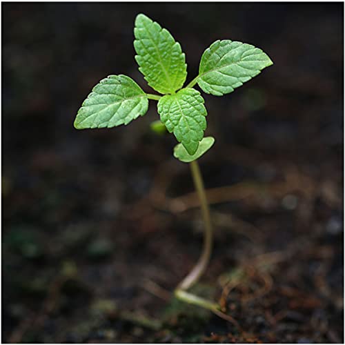 Seed Needs, Peppermint Seeds - 1,000 Heirloom Seeds for Planting Mentha piperita - Non-GMO, & Untreated - Great for Pots & Containers (2 Packs)