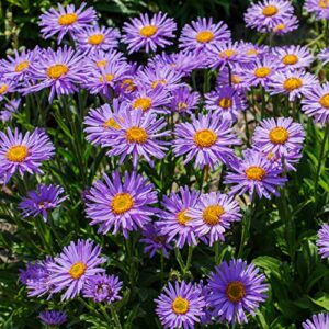 outsidepride aster blue garden flower plant seed - 2000 seeds