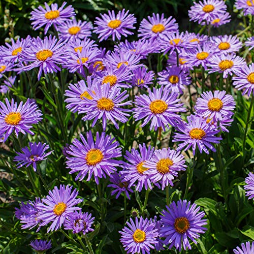 Outsidepride Aster Blue Garden Flower Plant Seed - 2000 Seeds