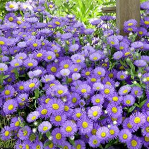 Outsidepride Aster Blue Garden Flower Plant Seed - 2000 Seeds