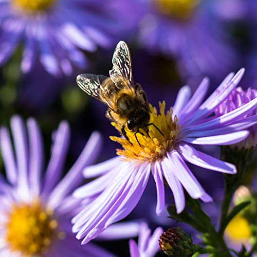 Outsidepride Aster Blue Garden Flower Plant Seed - 2000 Seeds