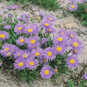 Outsidepride Aster Blue Garden Flower Plant Seed - 2000 Seeds