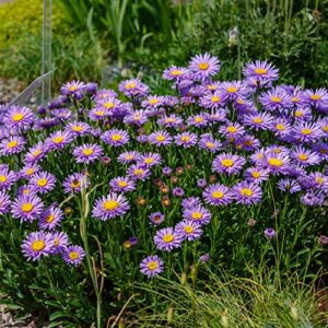 Outsidepride Aster Blue Garden Flower Plant Seed - 2000 Seeds