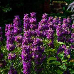 outsidepride monarda citriodora lemon mint bee balm plant herb garden plants & flowers - 5000 seeds