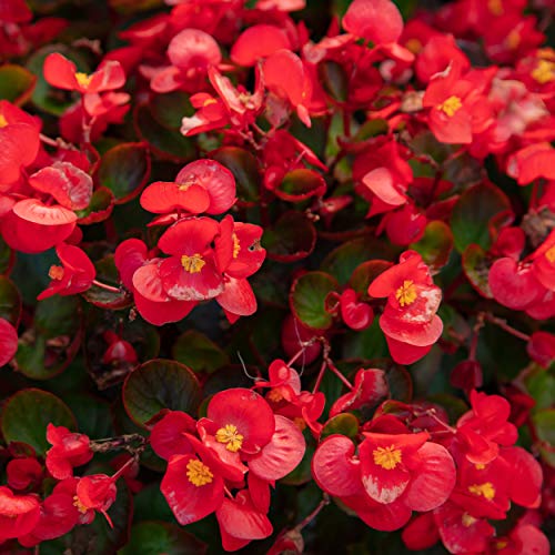 Outsidepride Wax Begonia Semperflorens Red Garden Flower or House Plant Seed - 5000 Seeds