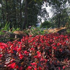 Outsidepride Wax Begonia Semperflorens Red Garden Flower or House Plant Seed - 5000 Seeds