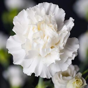 outsidepride dianthus caryophyllus carnation white garden cut flower seeds - 1000 seeds