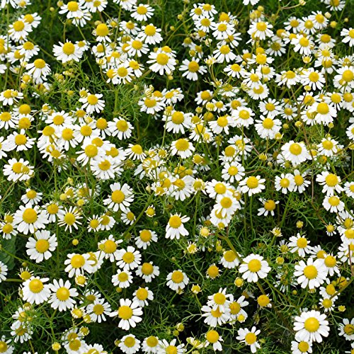 Outsidepride Perennial Roman Chamomile Evergreen Carpet Herb Garden Plants - 25000 Seeds