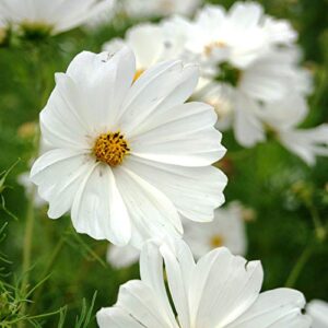 outsidepride cosmos bipinnatus purity garden cut flower seeds - 1000 seeds