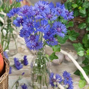 Outsidepride Centaurea Cyanus Cornflower Blue Wild Flower Seeds - 1000 Seeds