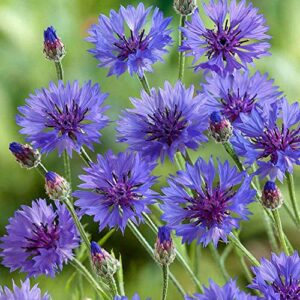 Outsidepride Centaurea Cyanus Cornflower Blue Wild Flower Seeds - 1000 Seeds