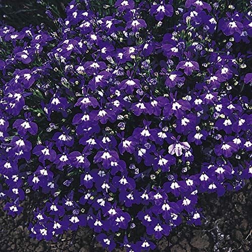 Outsidepride Lobelia Mrs. Clibran for Edging Borders, Rock Gardens, Hanging Baskets, Window Boxes, & Ground Cover - 5000 Seeds