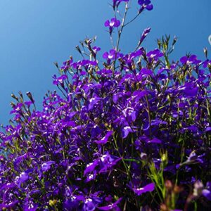 Outsidepride Lobelia Mrs. Clibran for Edging Borders, Rock Gardens, Hanging Baskets, Window Boxes, & Ground Cover - 5000 Seeds