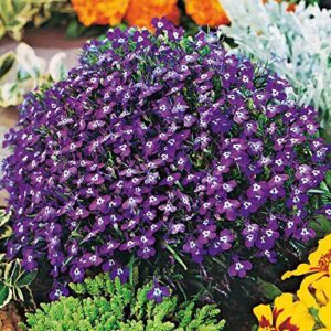 Outsidepride Lobelia Mrs. Clibran for Edging Borders, Rock Gardens, Hanging Baskets, Window Boxes, & Ground Cover - 5000 Seeds