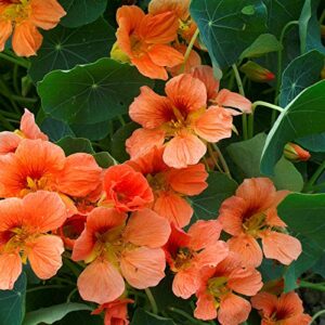 outsidepride tropaeolum nasturtium vesuvius climbing, vining, flowering, plants for trellis, fences, arbors & more - 200 seeds