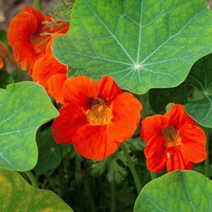 outsidepride tropaeolum nasturtium orange climbing, vining, flowering, plants for trellis, fences, arbors & more - 200 seeds