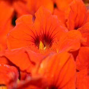 Outsidepride Tropaeolum Nasturtium Orange Climbing, Vining, Flowering, Plants for Trellis, Fences, Arbors & More - 200 Seeds